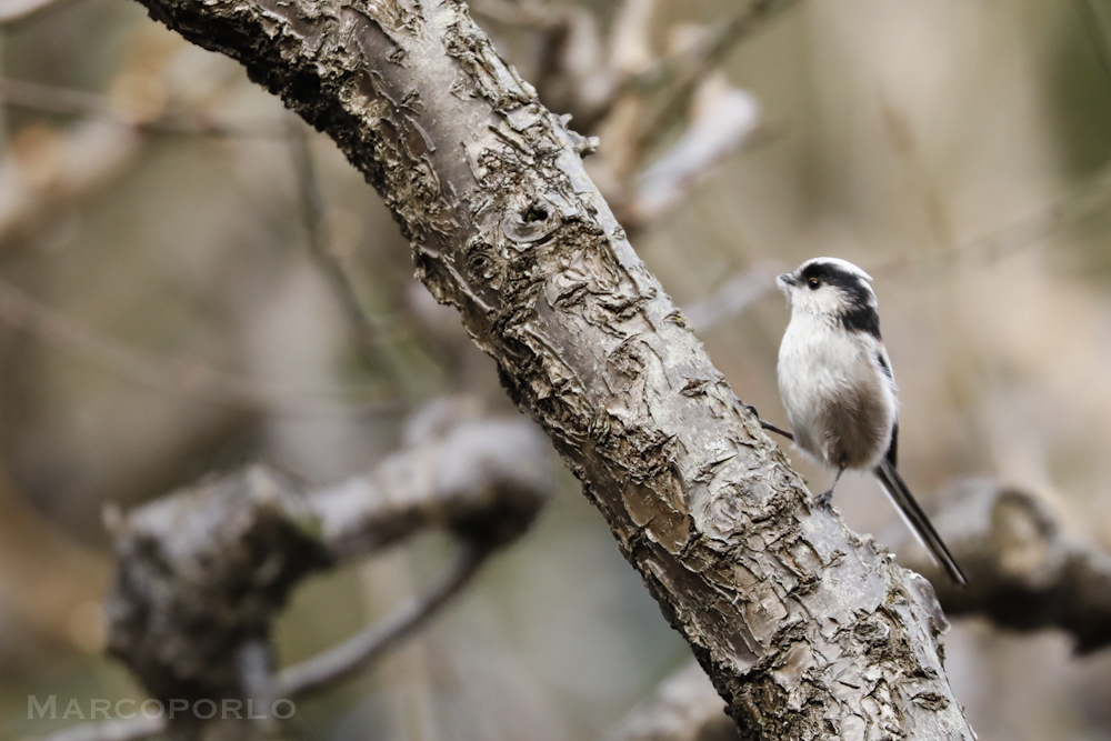 冬になるとバードウォッチング 〜アオゲラのドラミングが聞こえる森〜: 上飯坂真 〜光のとどく春の写真〜